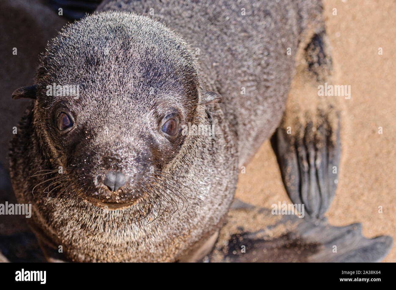 Closeup of a cape fur seal pup, Cape Cross, Namibia Stock Photo - Alamy