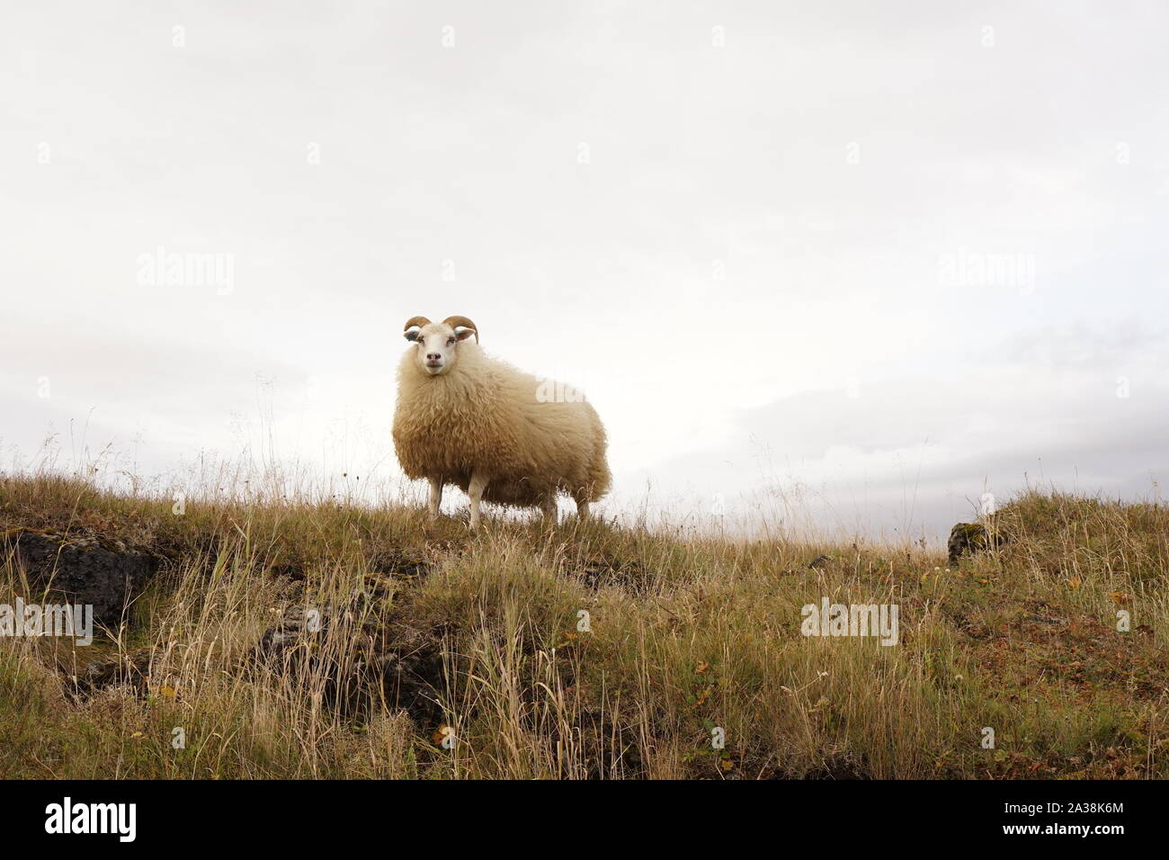 Ram grazing hi-res stock photography and images - Alamy