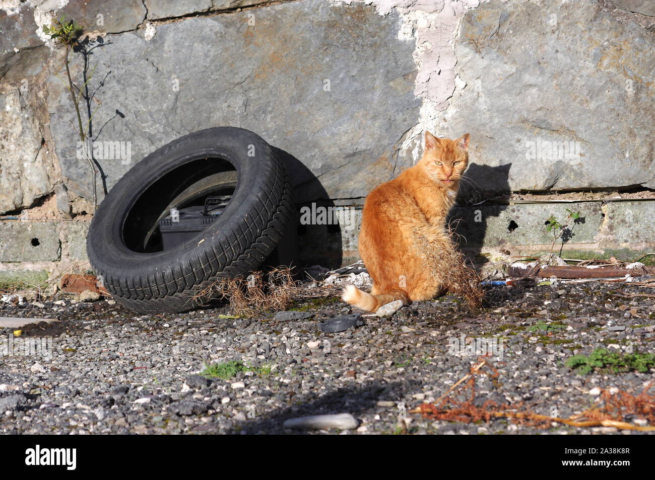 Ginger cat and car tyre Stock Photo - Alamy
