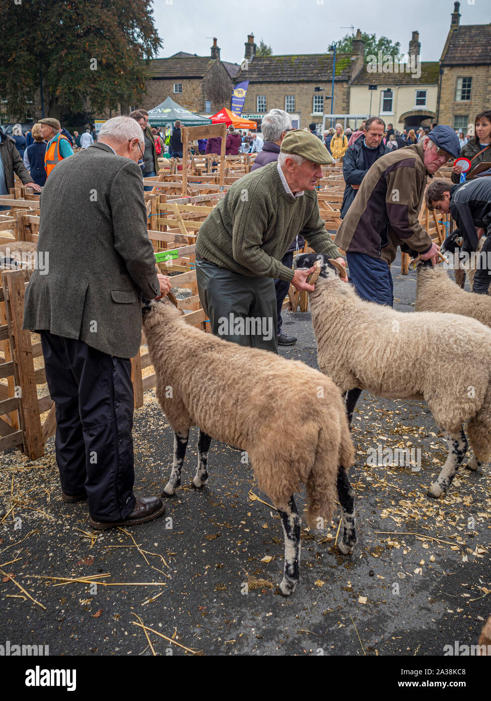 Town sheep hi-res stock photography and images - Alamy