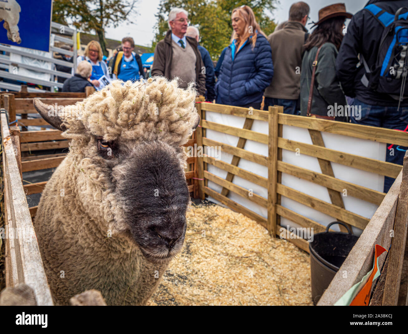 Masham Sheep Fair Stock Photo - Alamy