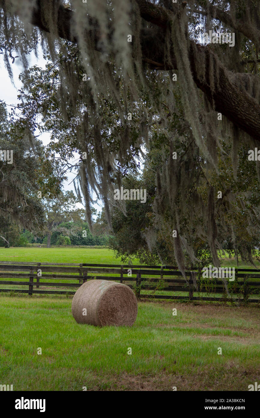Bales of hay on a Florida ranch Stock Photo - Alamy