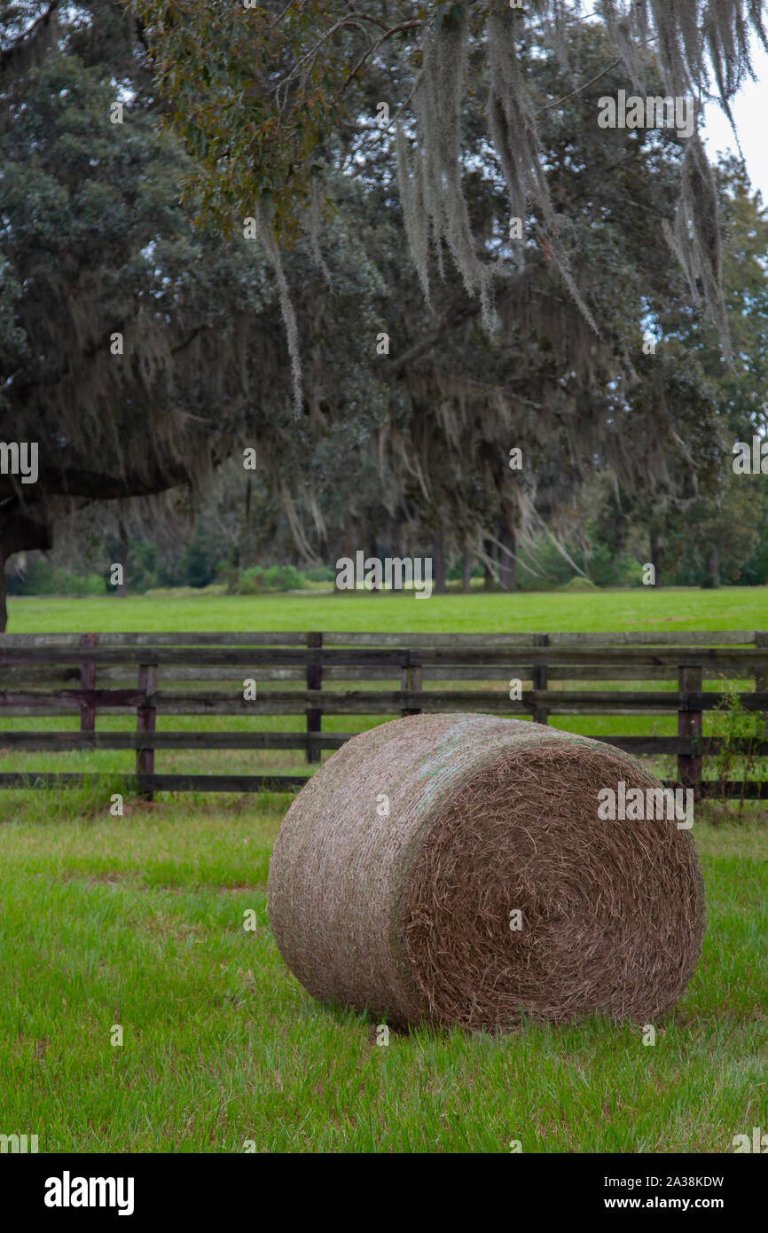 Bales of hay on a Florida ranch Stock Photo - Alamy