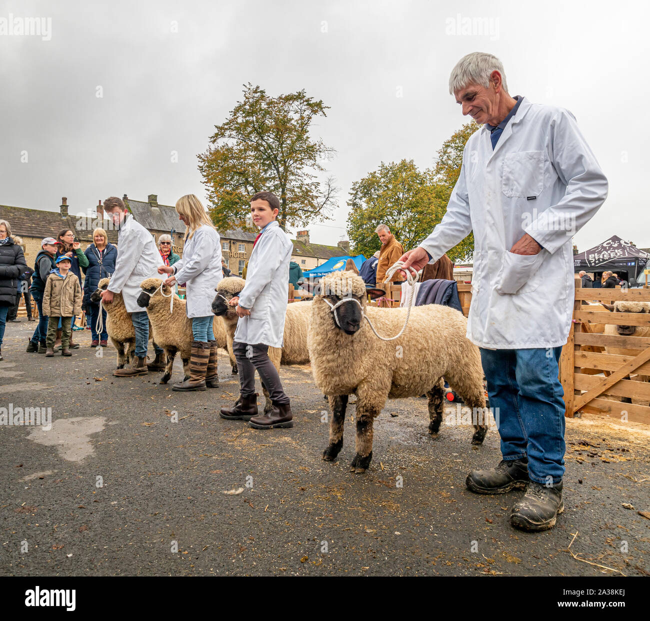 Sheep competition hi-res stock photography and images - Alamy