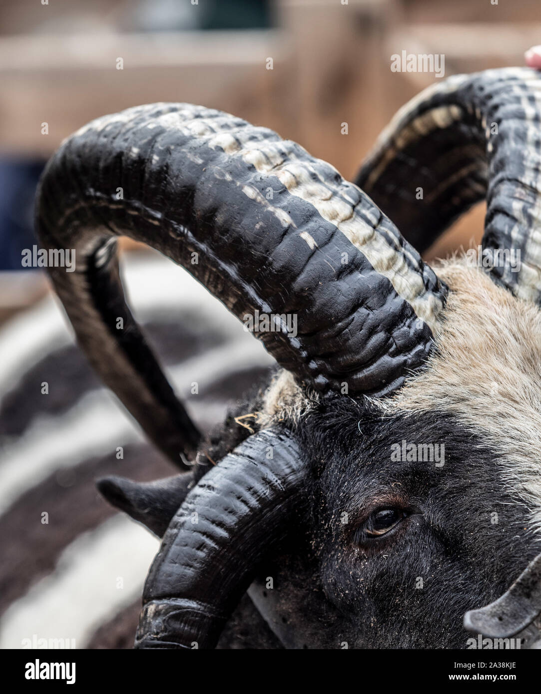 Sheep horns hi-res stock photography and images - Alamy