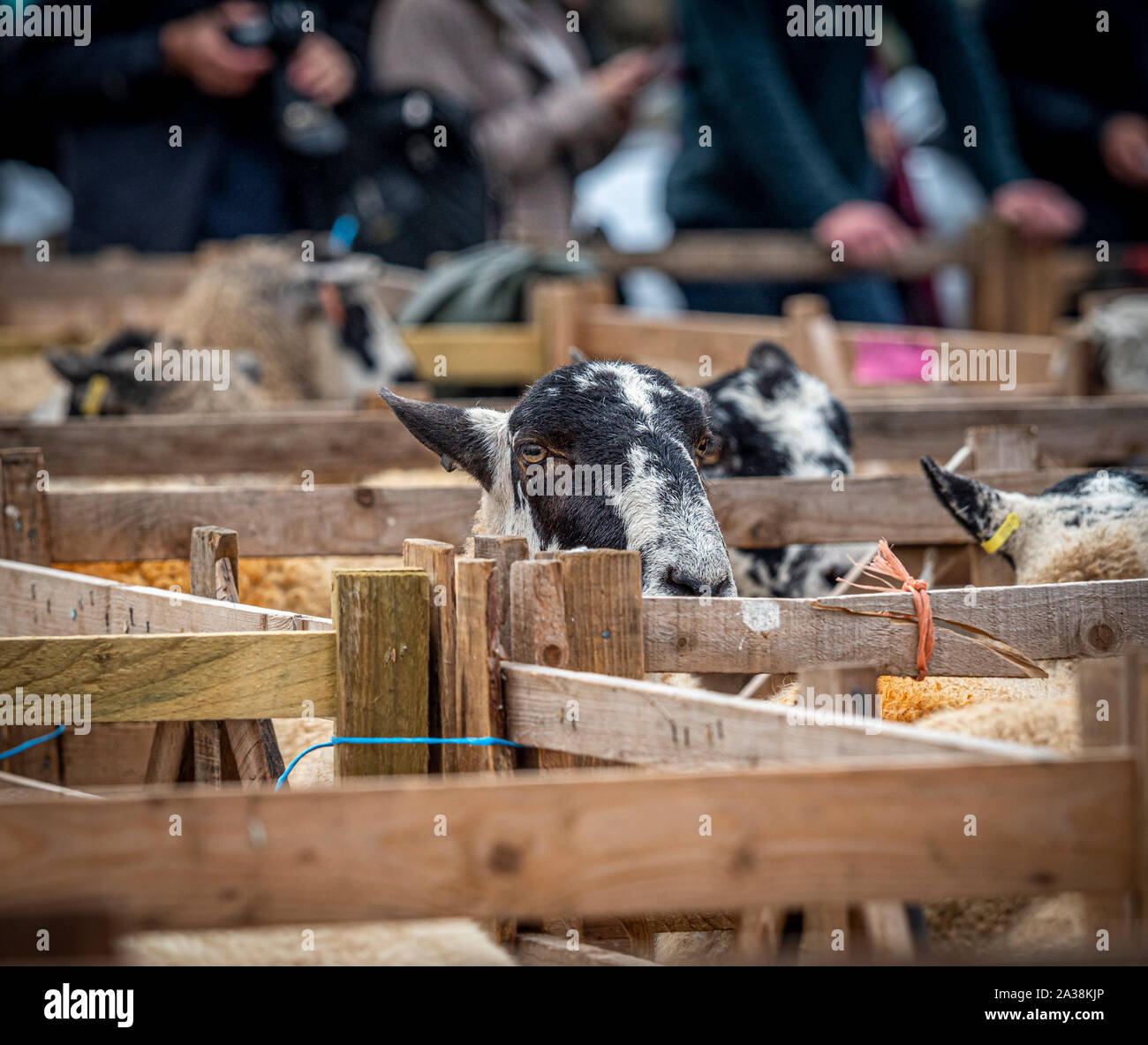 Sheep in pens at Masham Sheep Fair Stock Photo - Alamy