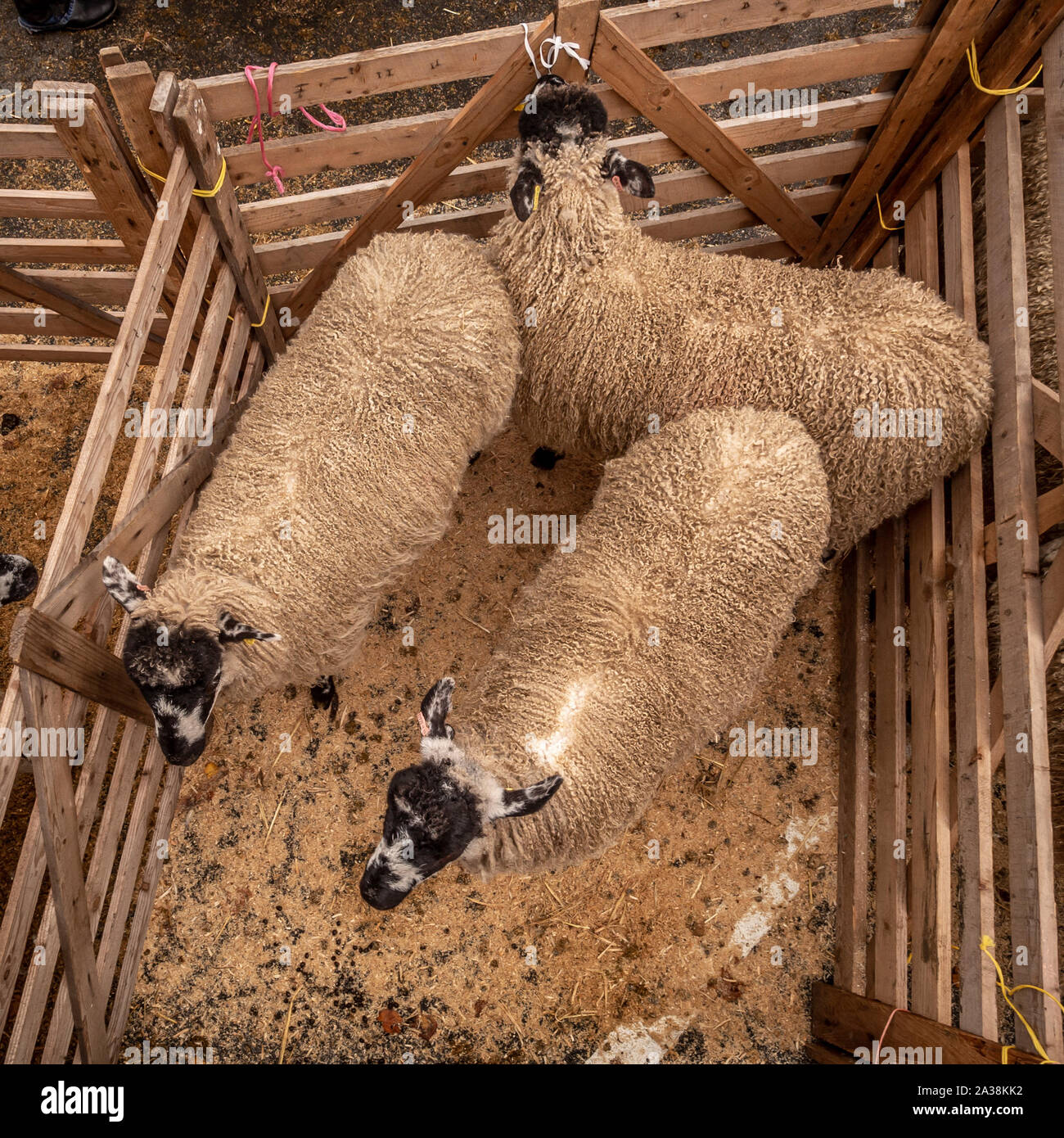 Sheep in pens seen from above at Masham Sheep Fair Stock Photo - Alamy
