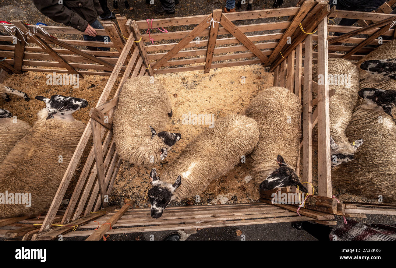 Sheep in pens seen from above at Masham Sheep Fair Stock Photo - Alamy