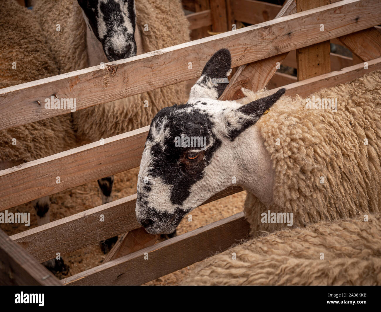 Sheep in pens at Masham Sheep Fair Stock Photo - Alamy