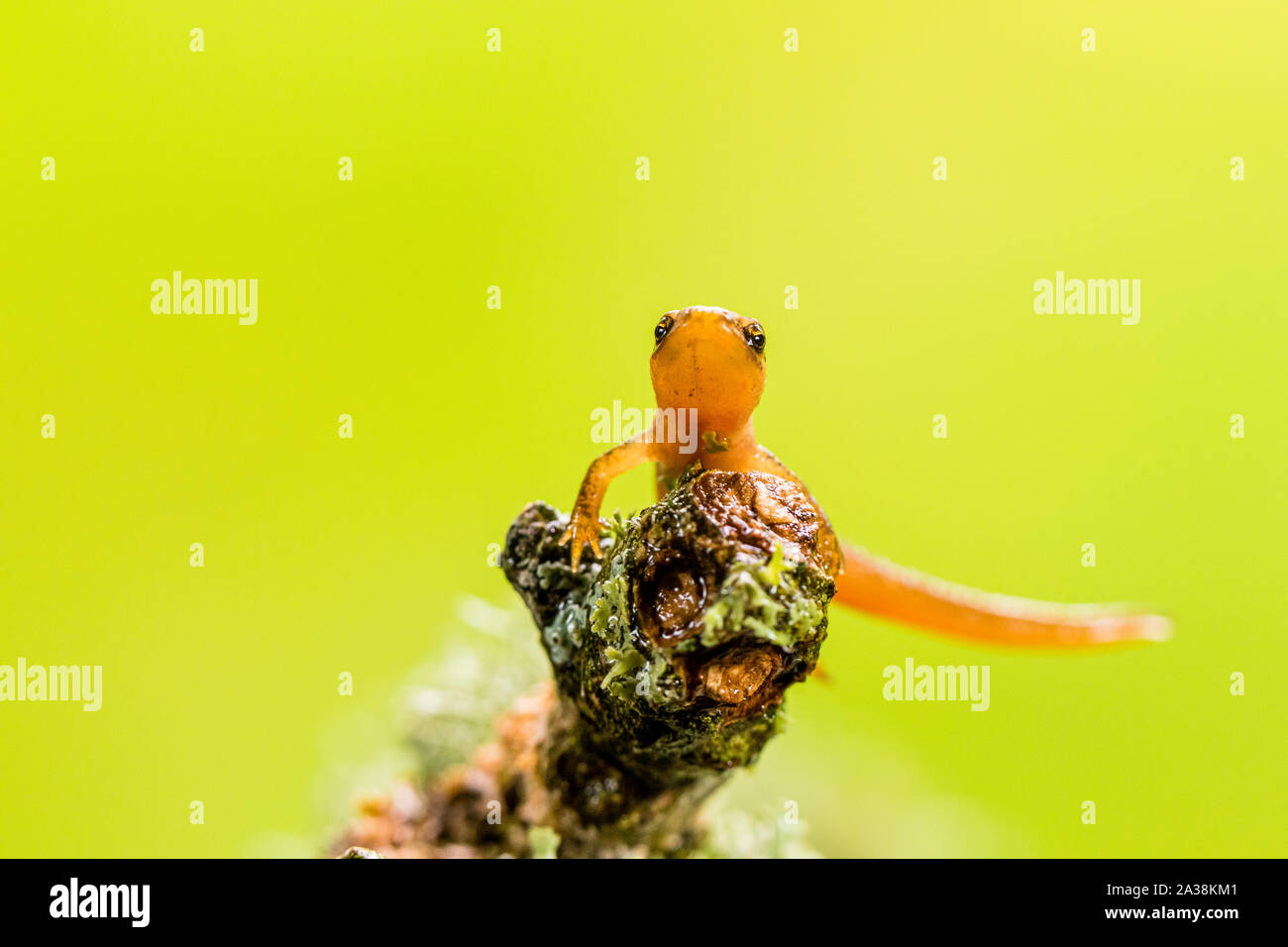 Smooth newt, lissotriton vulgaris uk hi-res stock photography and ...