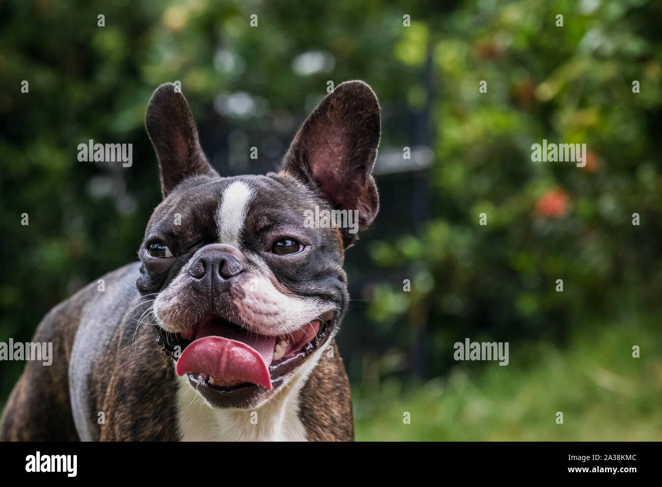 Portrait boston terrier pure breed in garden Stock Photo - Alamy