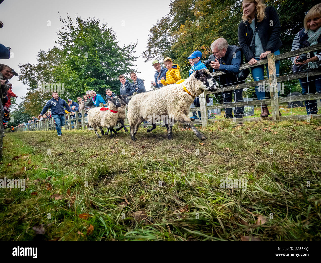 Yorkshire sheep hi-res stock photography and images - Alamy