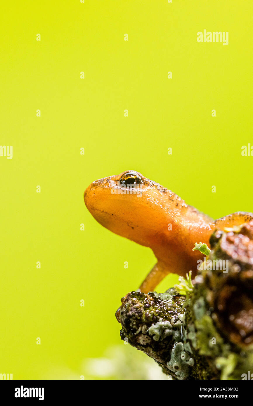 Lissotriton vulgaris newt uk hi-res stock photography and images - Alamy