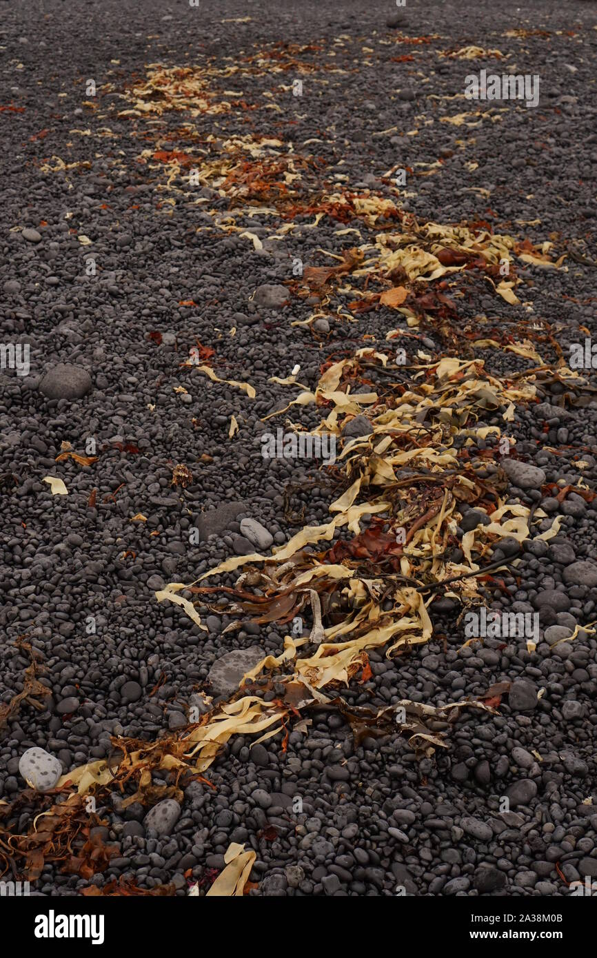 A wave of orange coloured seaweed on a black pebble beach Stock Photo ...