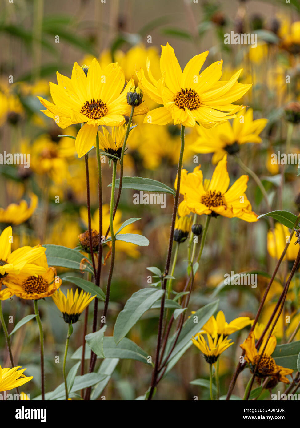 Yellow flowers on tall hi-res stock photography and images - Alamy