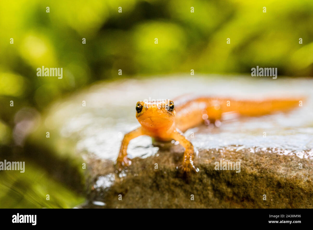 Smooth newt uk hi-res stock photography and images - Alamy