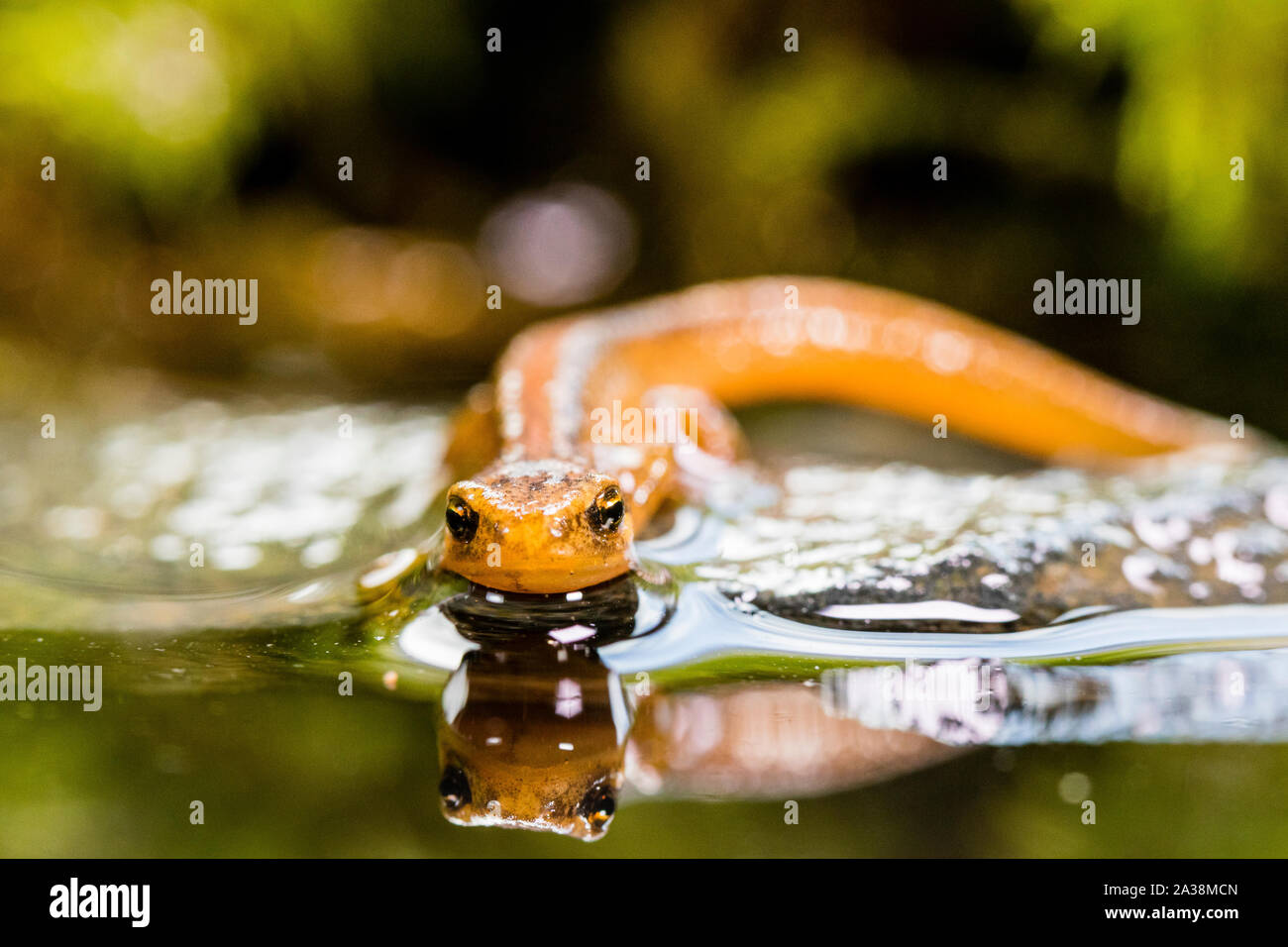 Smooth newt, lissotriton vulgaris uk hi-res stock photography and ...