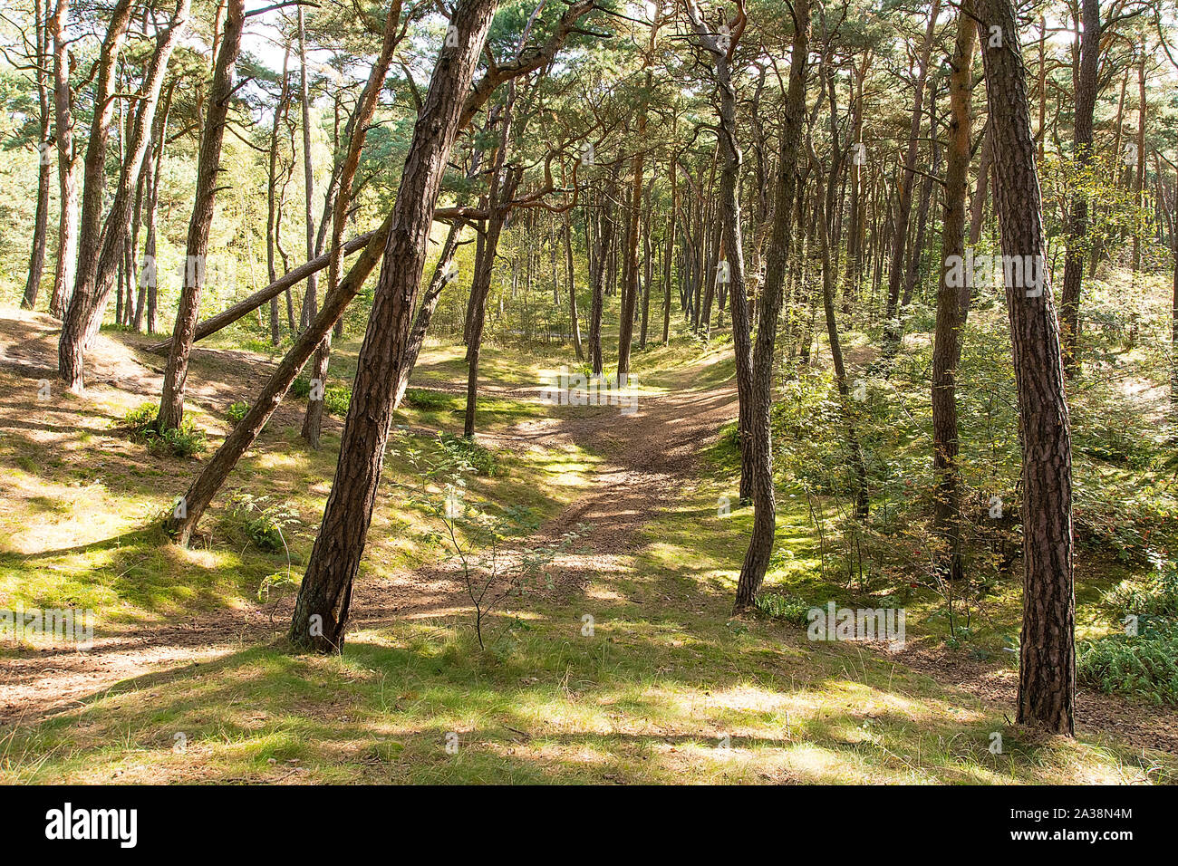 Dunes forest hi-res stock photography and images - Alamy