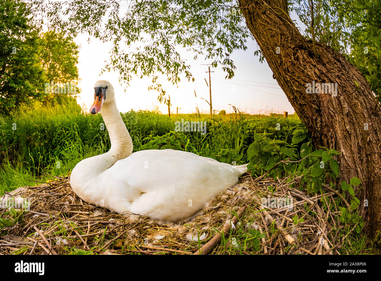 A brooding swan on its nest in the wild Stock Photo - Alamy
