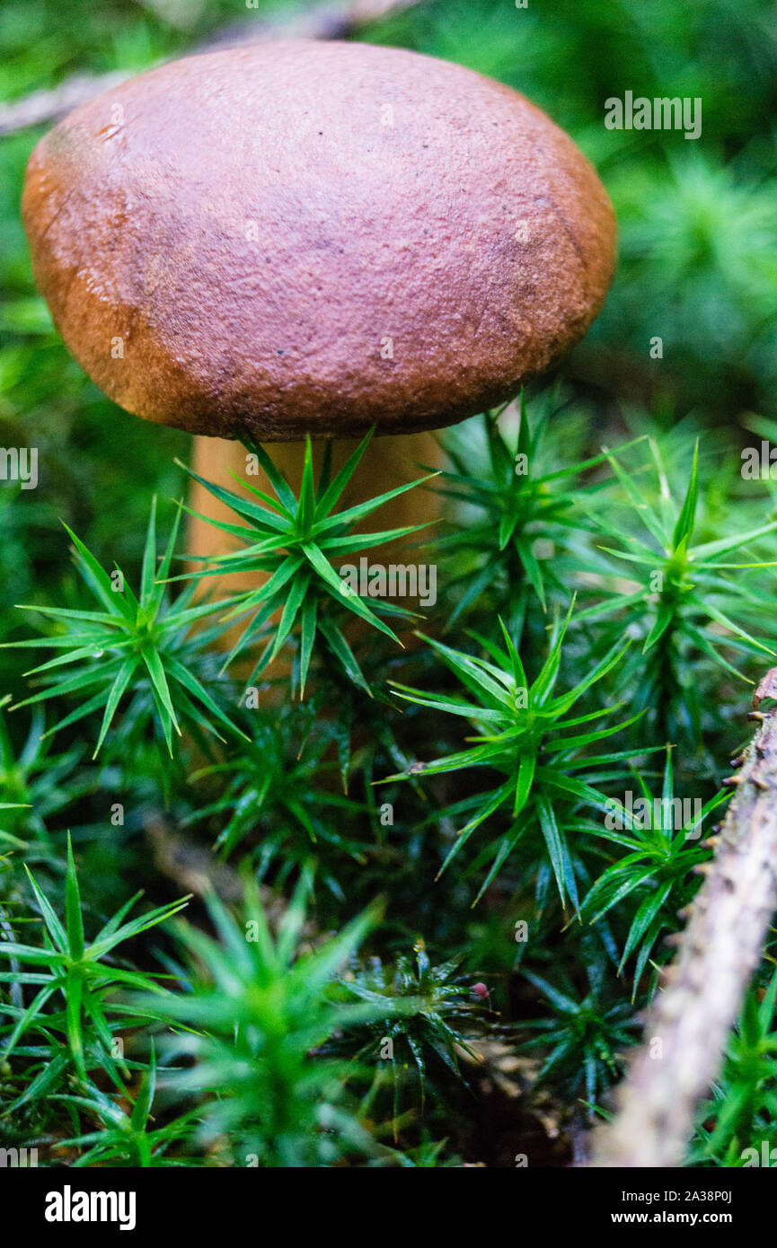 Marone forest hi-res stock photography and images - Alamy