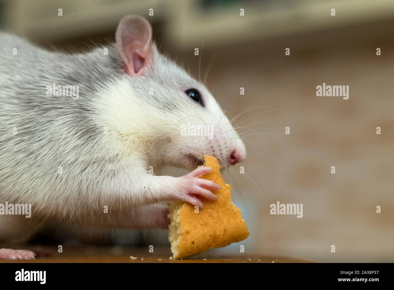 Lab rat eating hi-res stock photography and images - Alamy