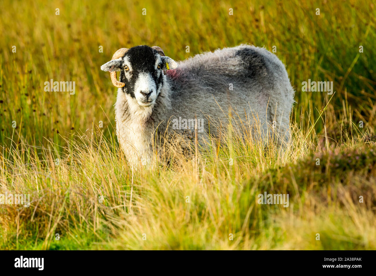 Native sheep breed hi-res stock photography and images - Alamy