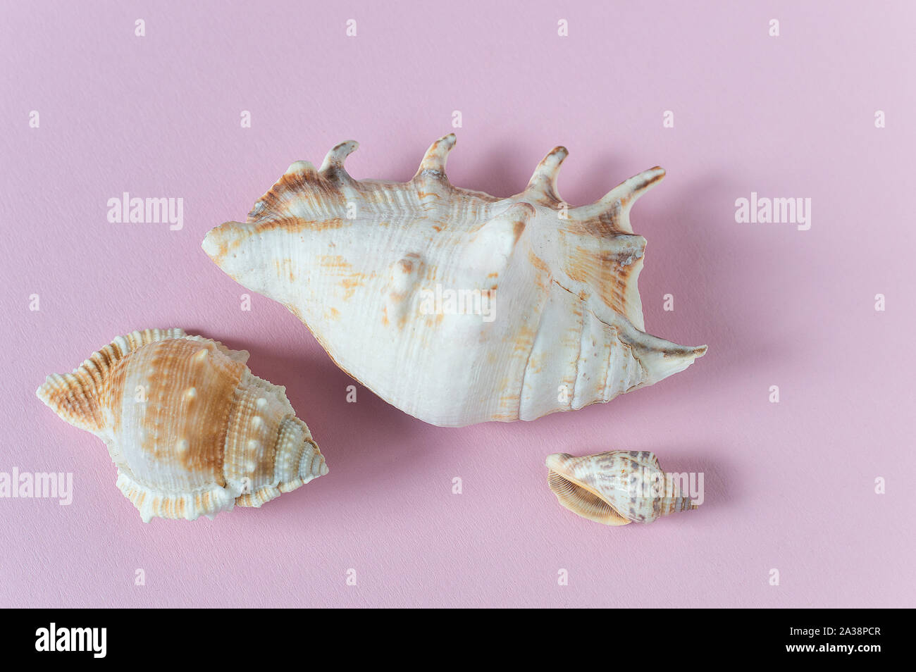 Flat lay composition seashells hi-res stock photography and images - Alamy