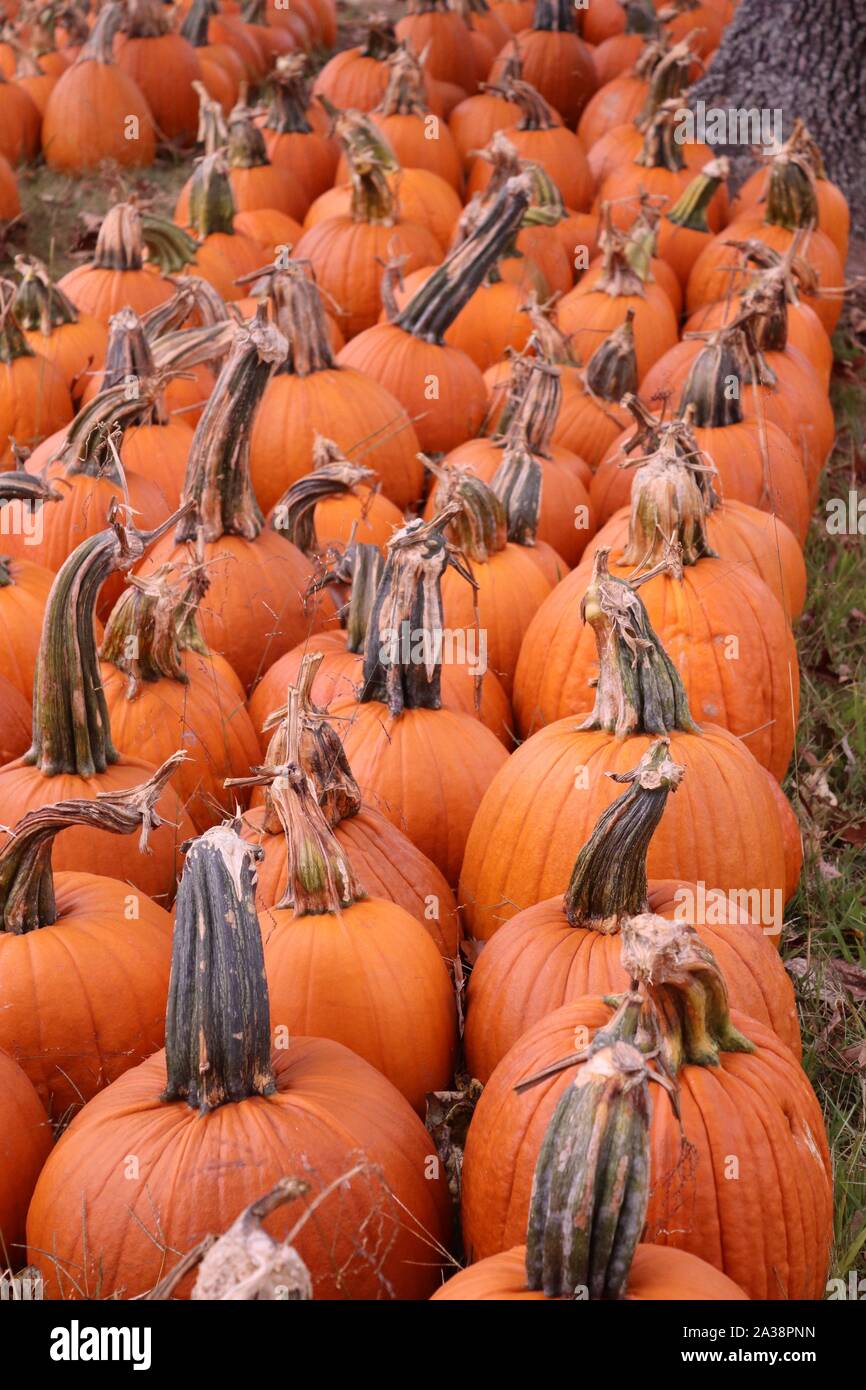Pumpkin orange colour hi-res stock photography and images - Alamy