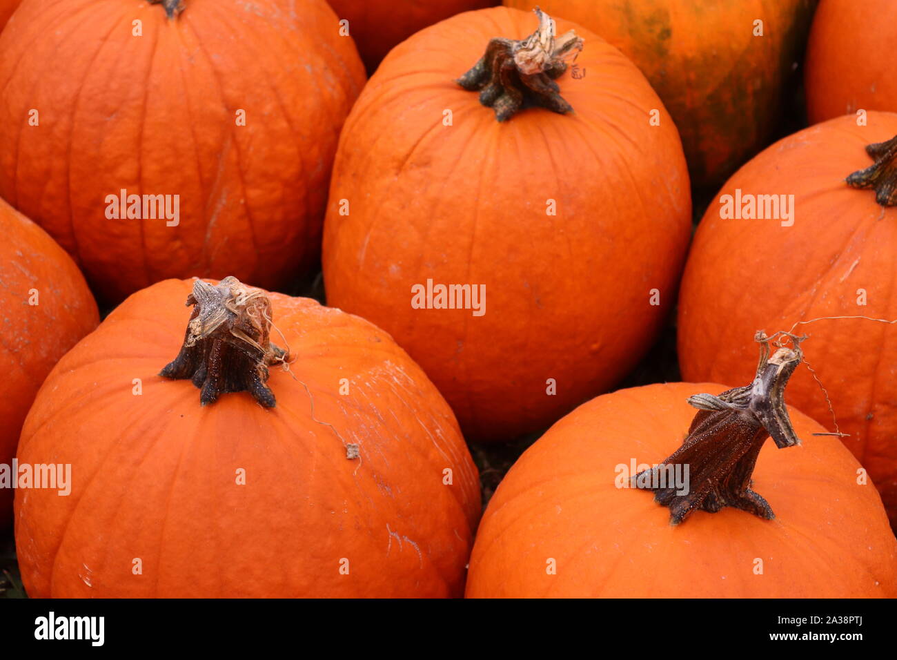 Orange pumpkins at a pumpkin patch Stock Photo - Alamy