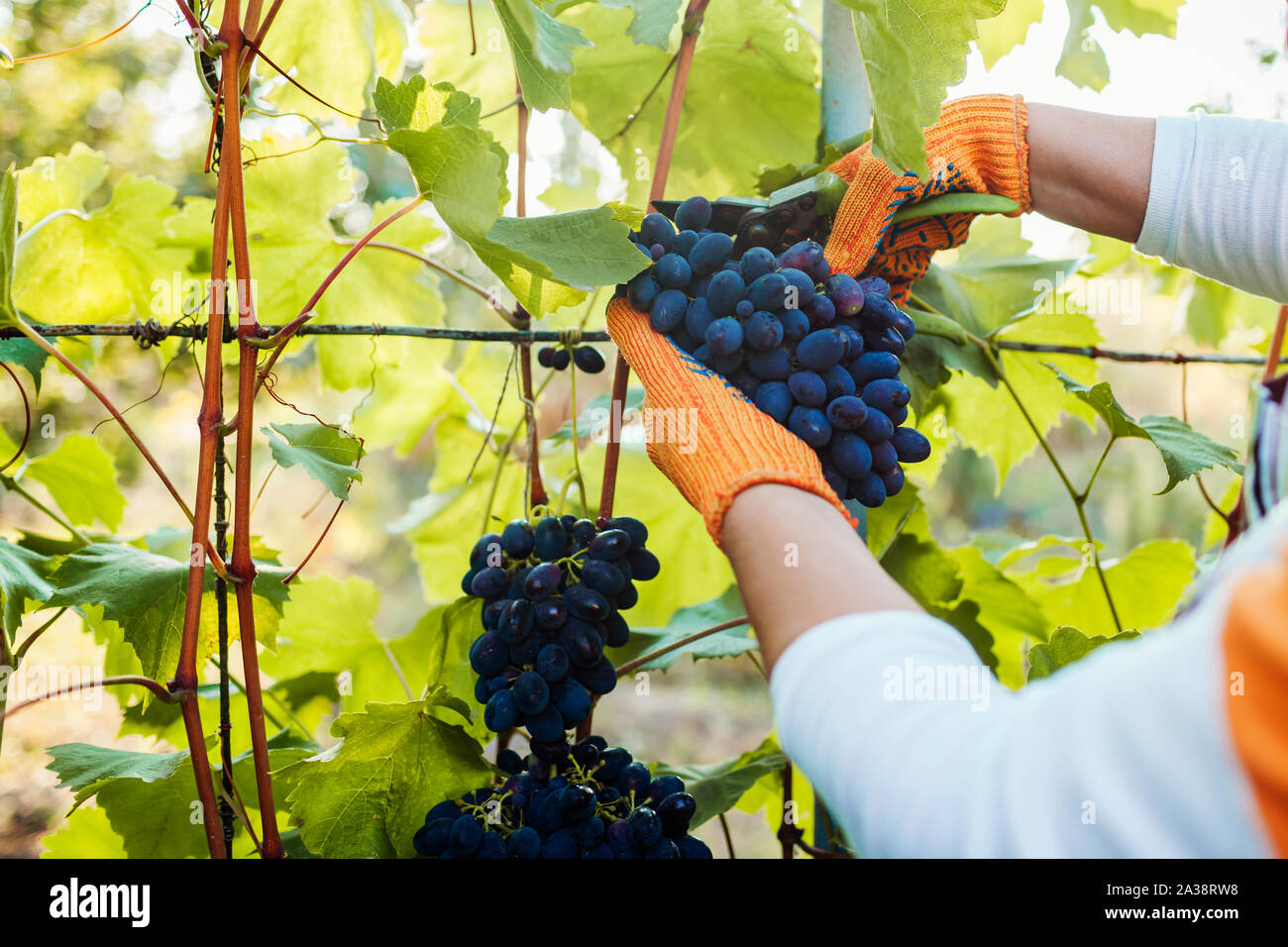 Farmer picking crop of grapes on ecological farm. Woman cutting blue ...