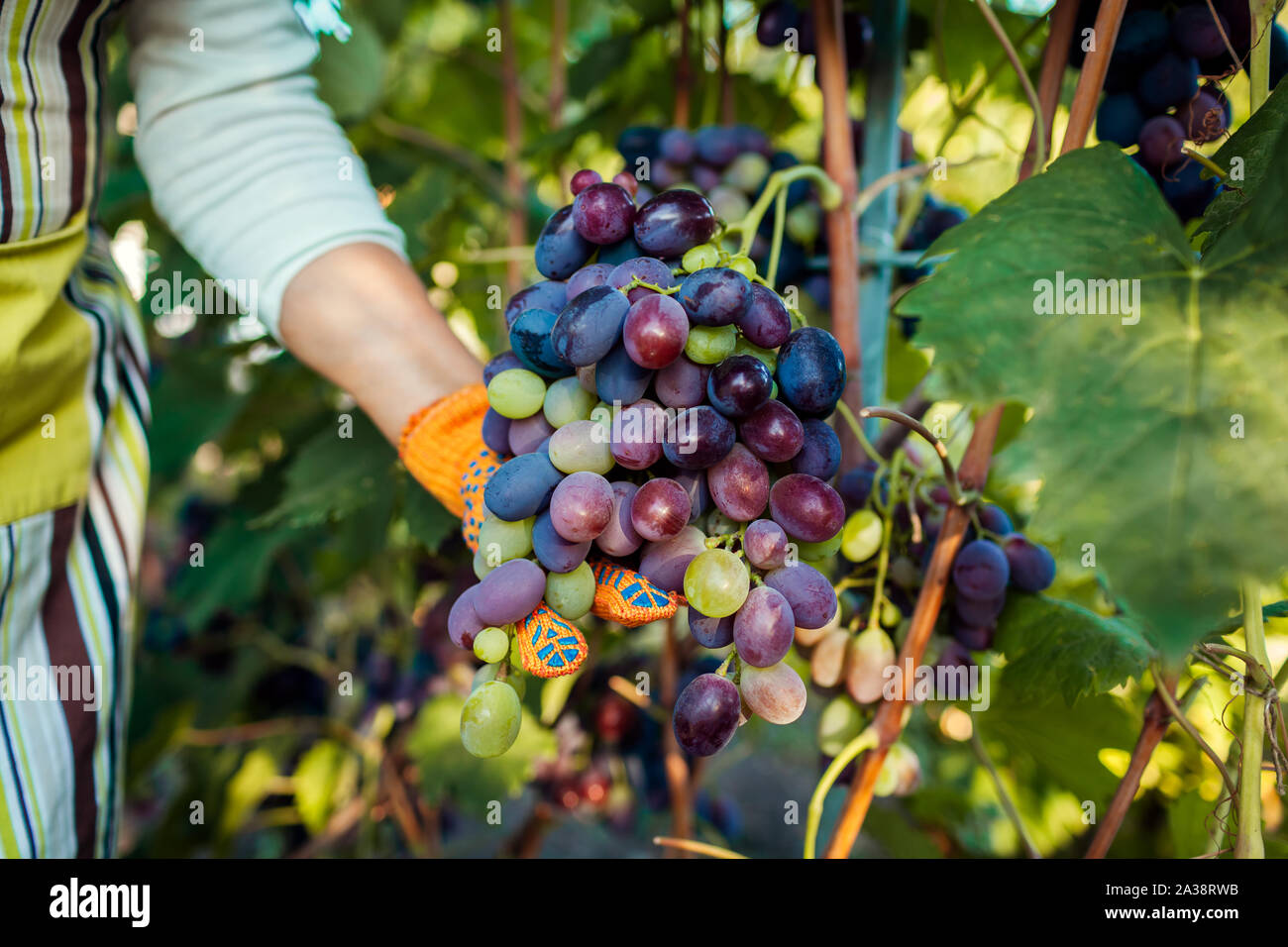 Farmer picking crop of grapes on ecological farm. Woman cutting blue ...