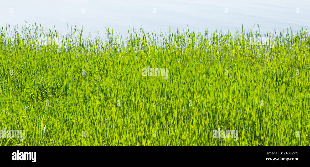 Green grass by the river Stock Photo - Alamy