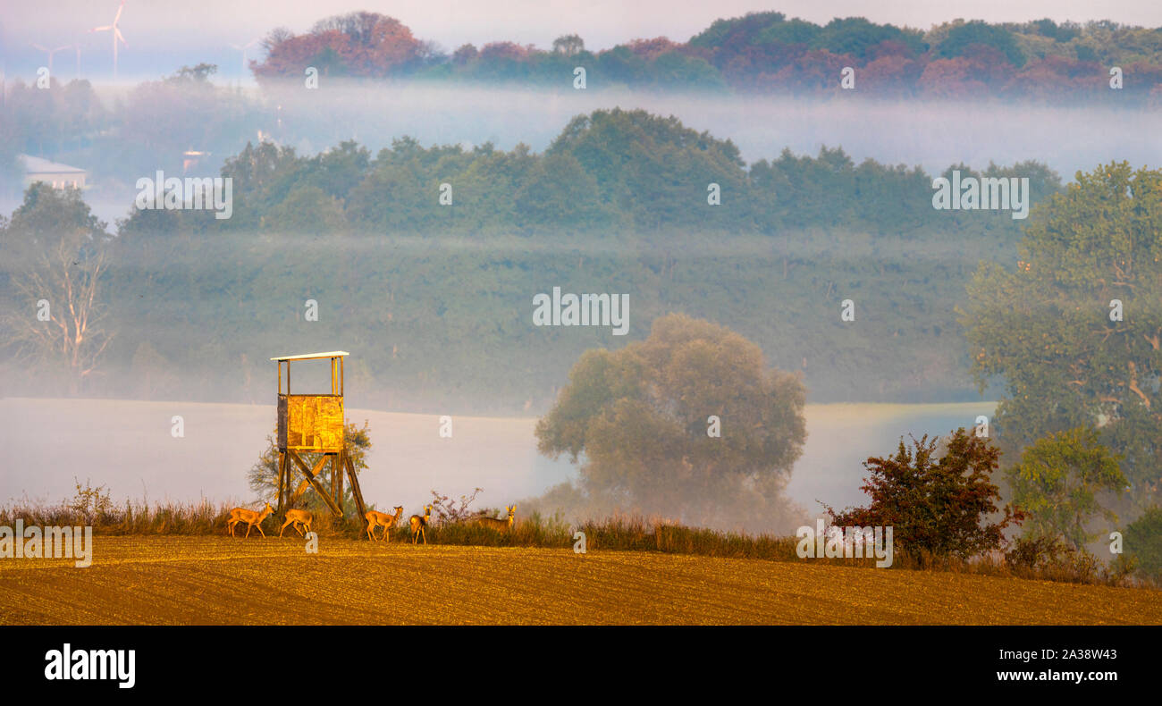 herd of deer foraging near the hunting tower Stock Photo - Alamy