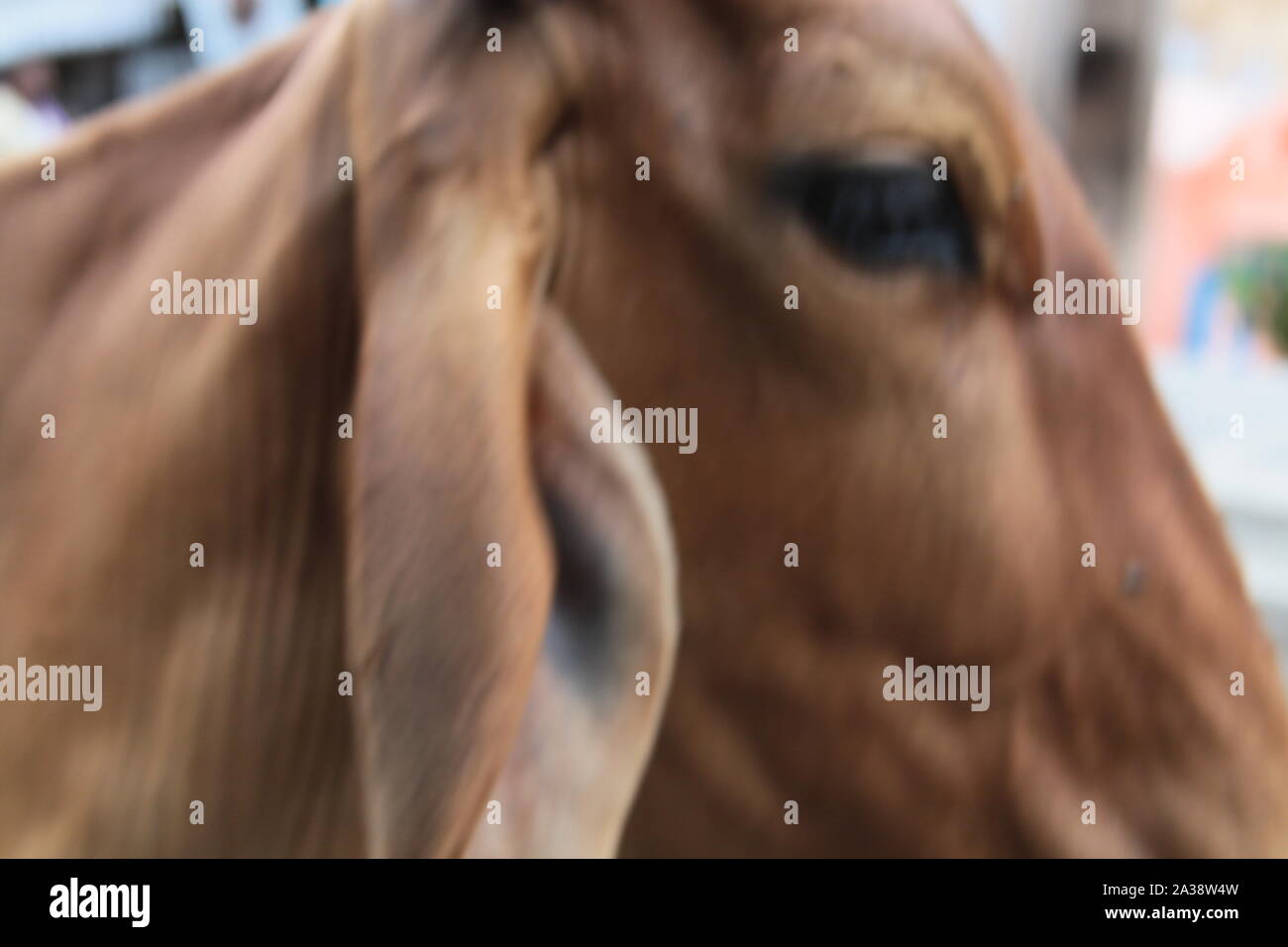 Sacred animal hi-res stock photography and images - Alamy