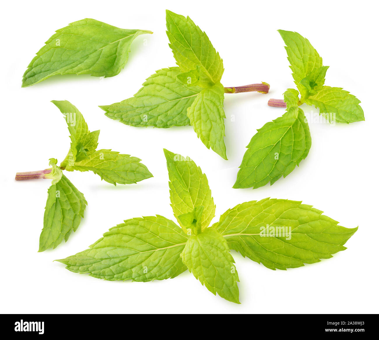 Isolated mint collection. Leaves and branches of fresh mint herbs ...
