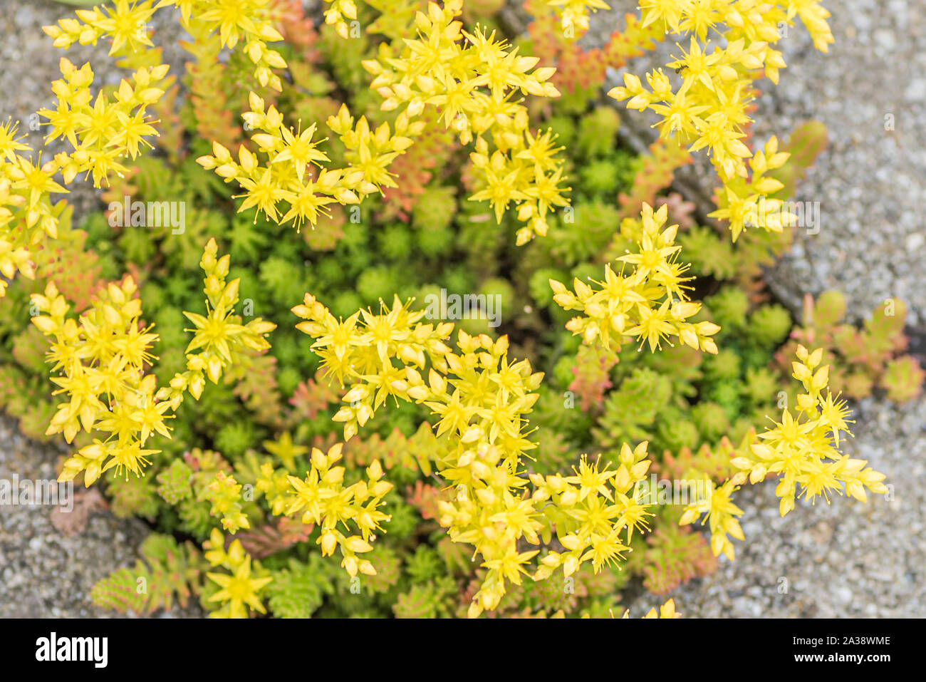Gold moss sedum hi-res stock photography and images - Alamy