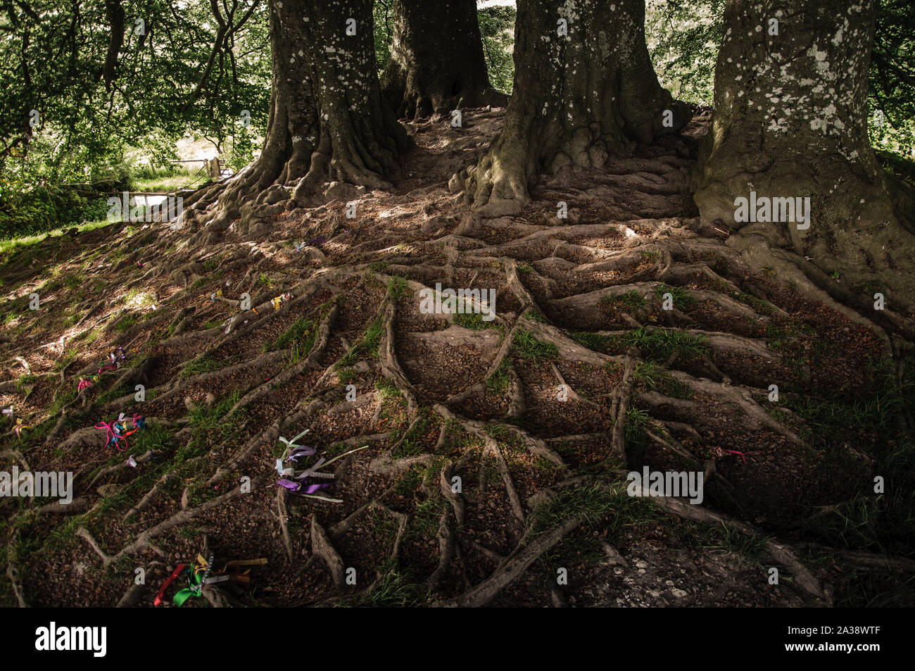 Beautiful complex tree root system in a woodland copse in England ...