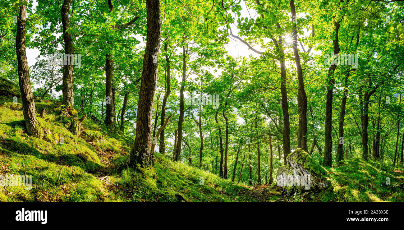 Beautiful green forest with old trees and bright sun Stock Photo - Alamy
