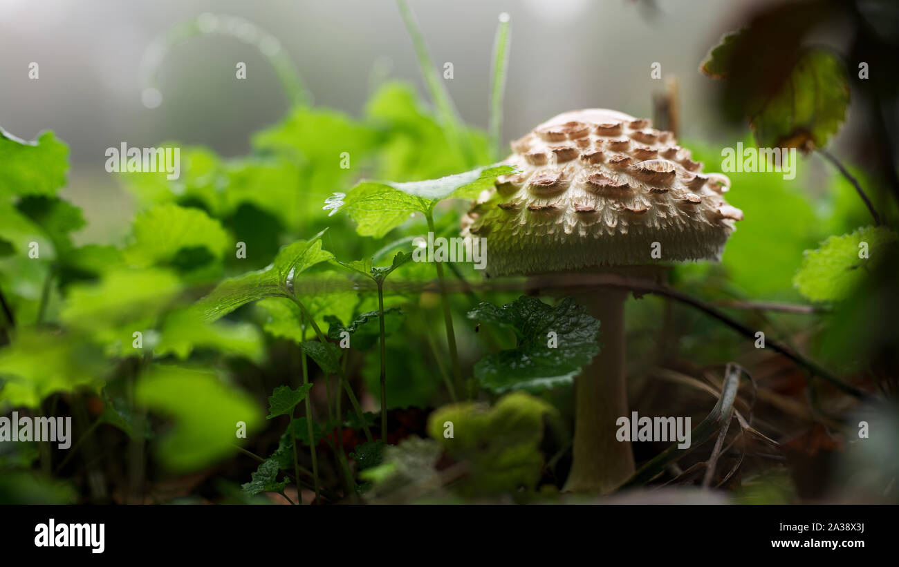 Morning fungi hi-res stock photography and images - Alamy