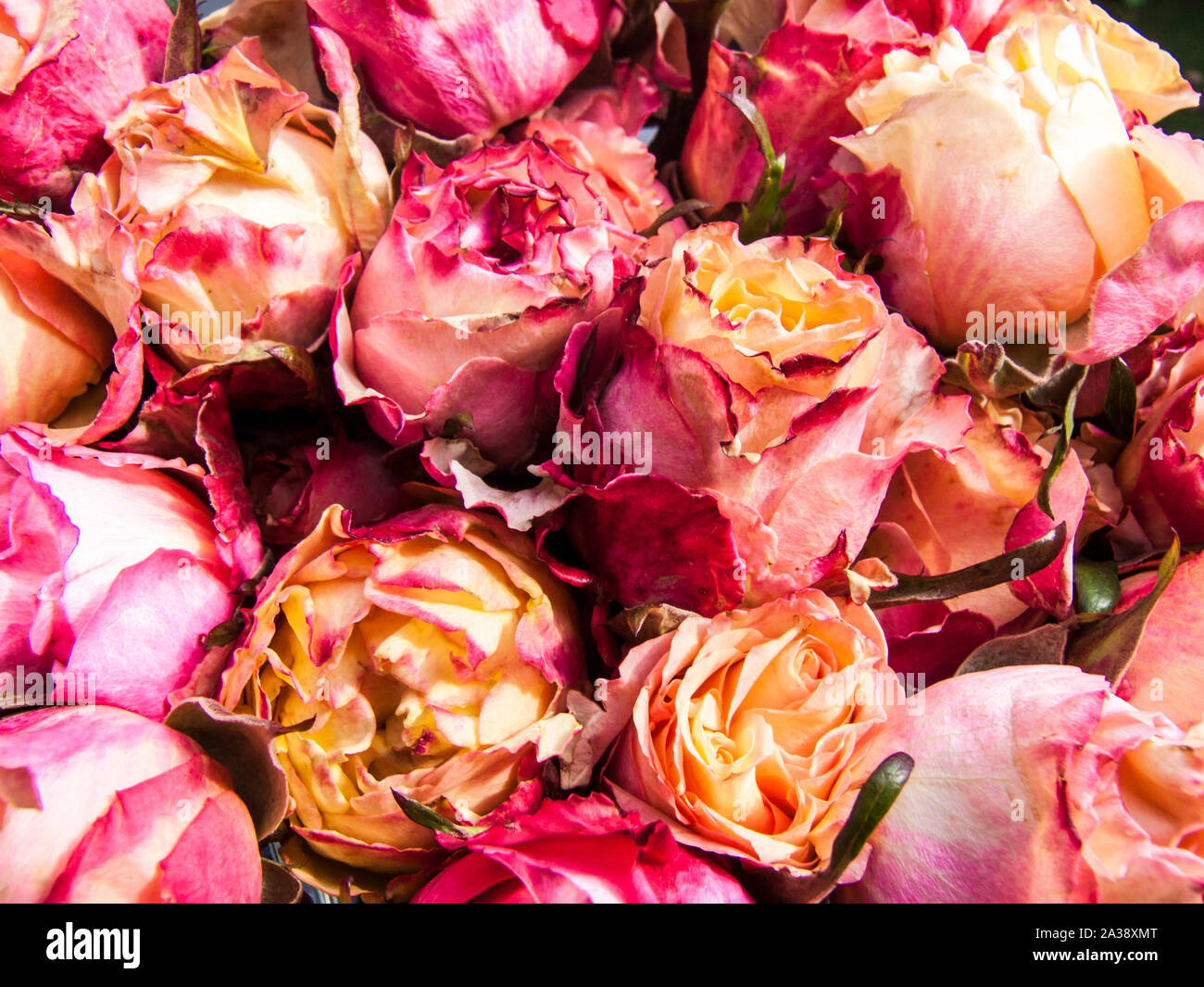 Rosa rosenstrauß hi-res stock photography and images - Alamy