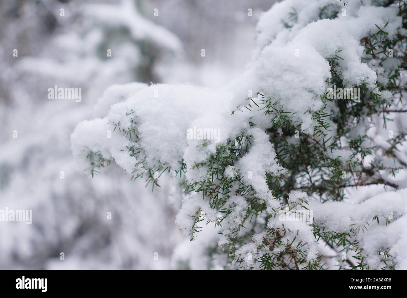Juniper covered in snow Stock Photo - Alamy