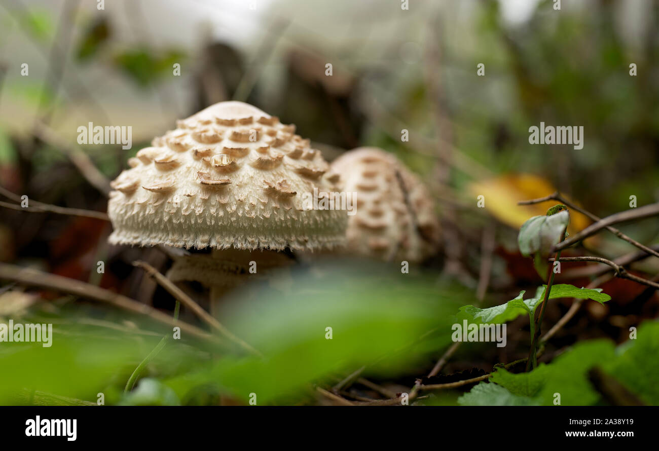 Morning fungi hi-res stock photography and images - Alamy
