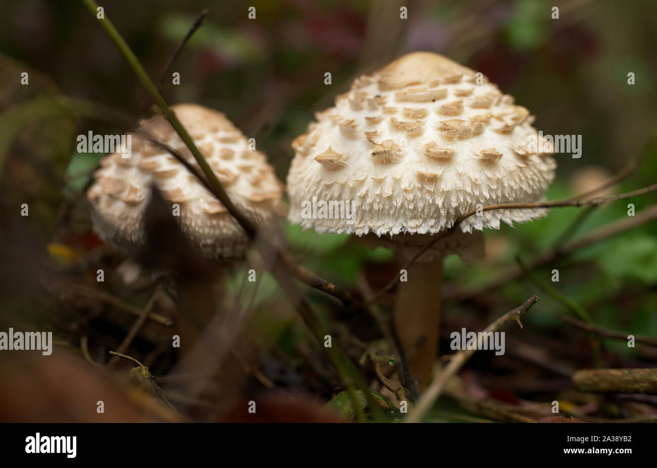 Morning fungi hi-res stock photography and images - Alamy