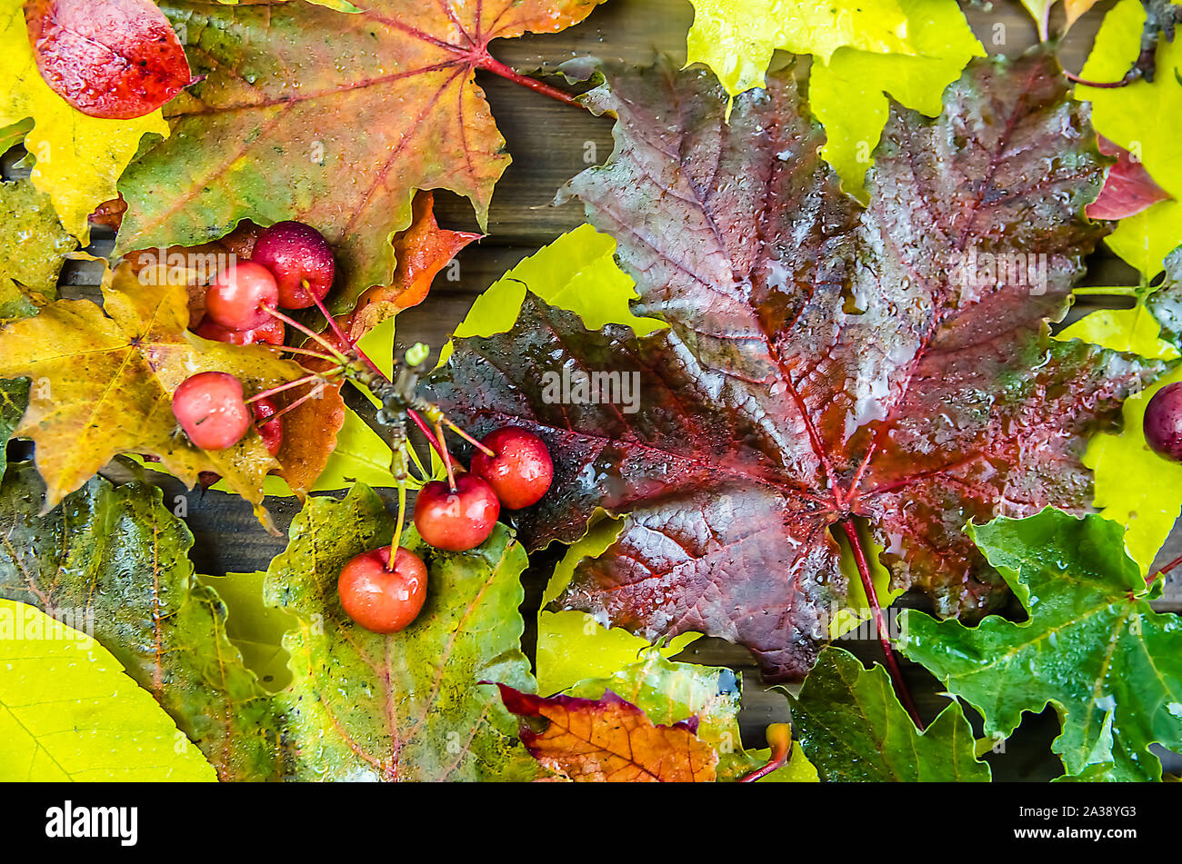 Many wet yellow maple leaf hi-res stock photography and images - Alamy