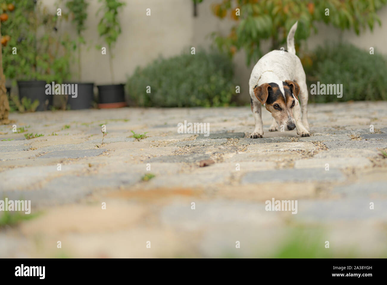 How To Keep My Jack Russell Terrier Busy