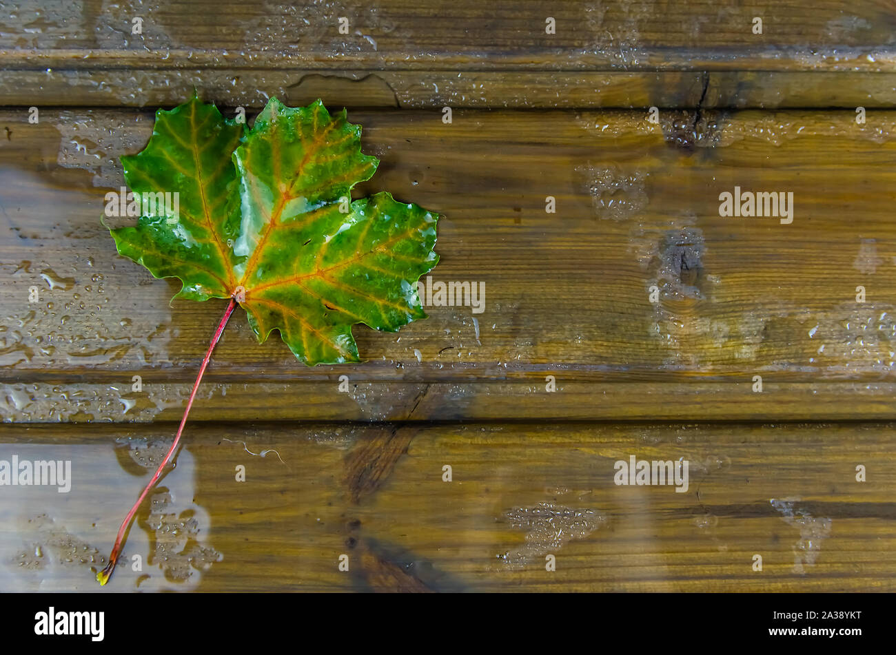 Rotten maple leaves leaf hi-res stock photography and images - Alamy