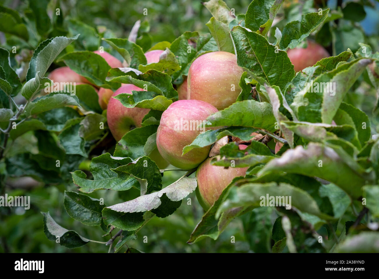 Apples growing on a tree Stock Photo - Alamy