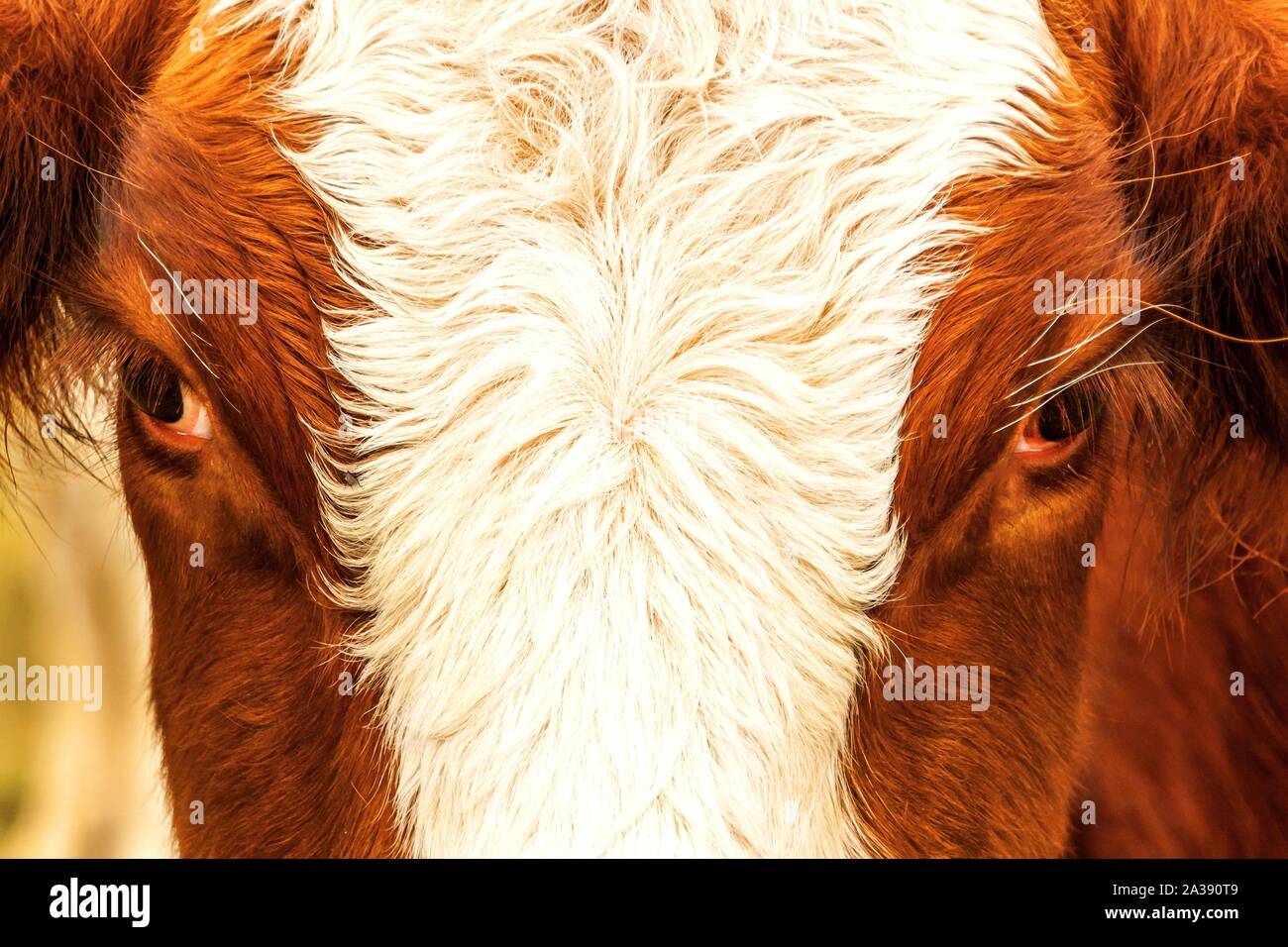 Eyes red cow, close-up. Big beautiful eye red purebred cow closeup ...