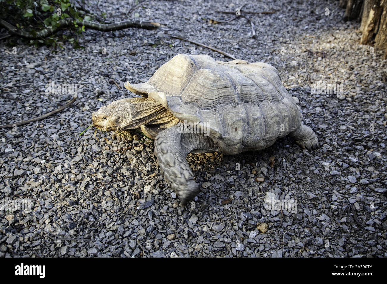 Wild turtle, exotic wild animal Stock Photo - Alamy