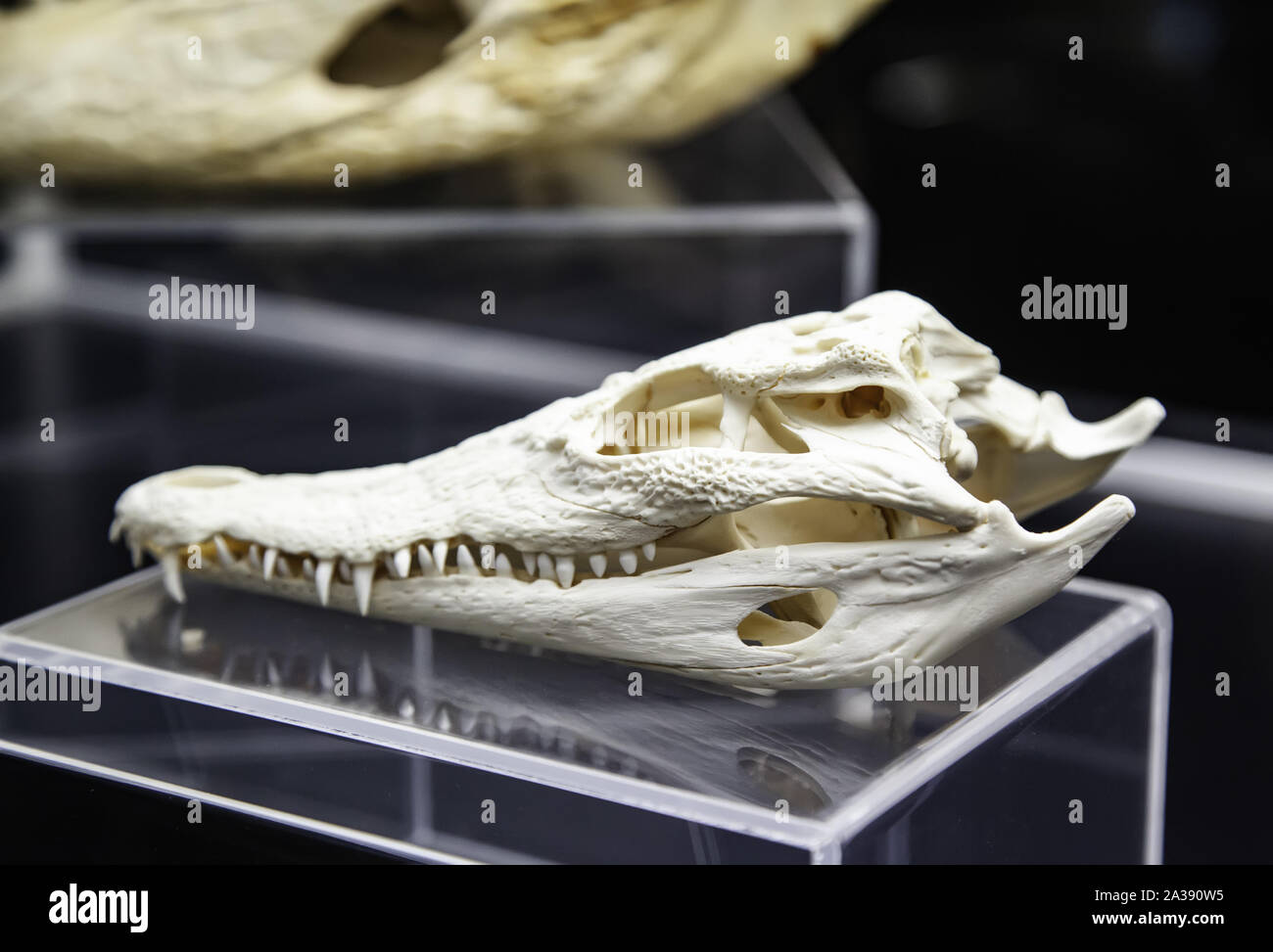 Crocodile skull, animal head detail Stock Photo - Alamy